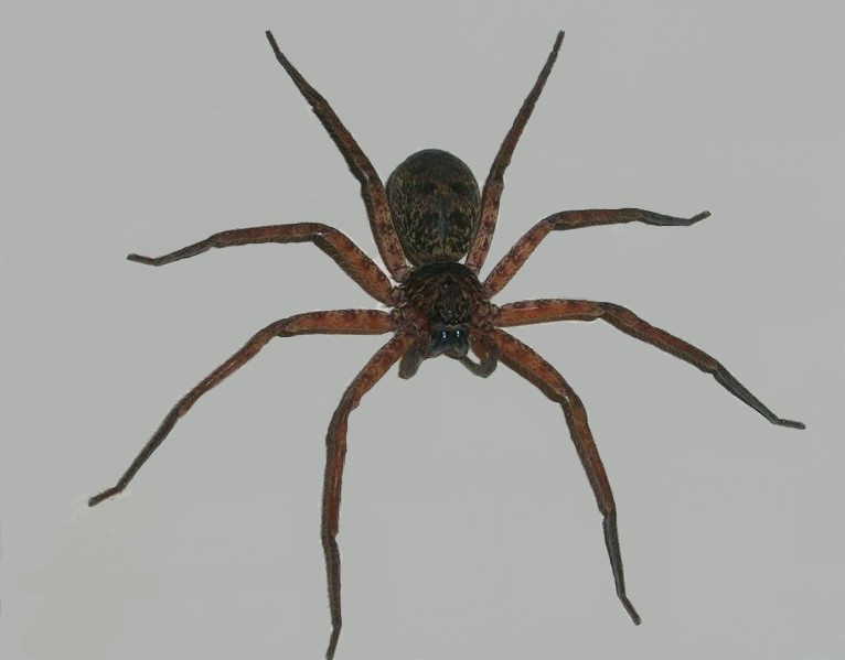 BREDDA ANANSI - EmbracingSpirituality